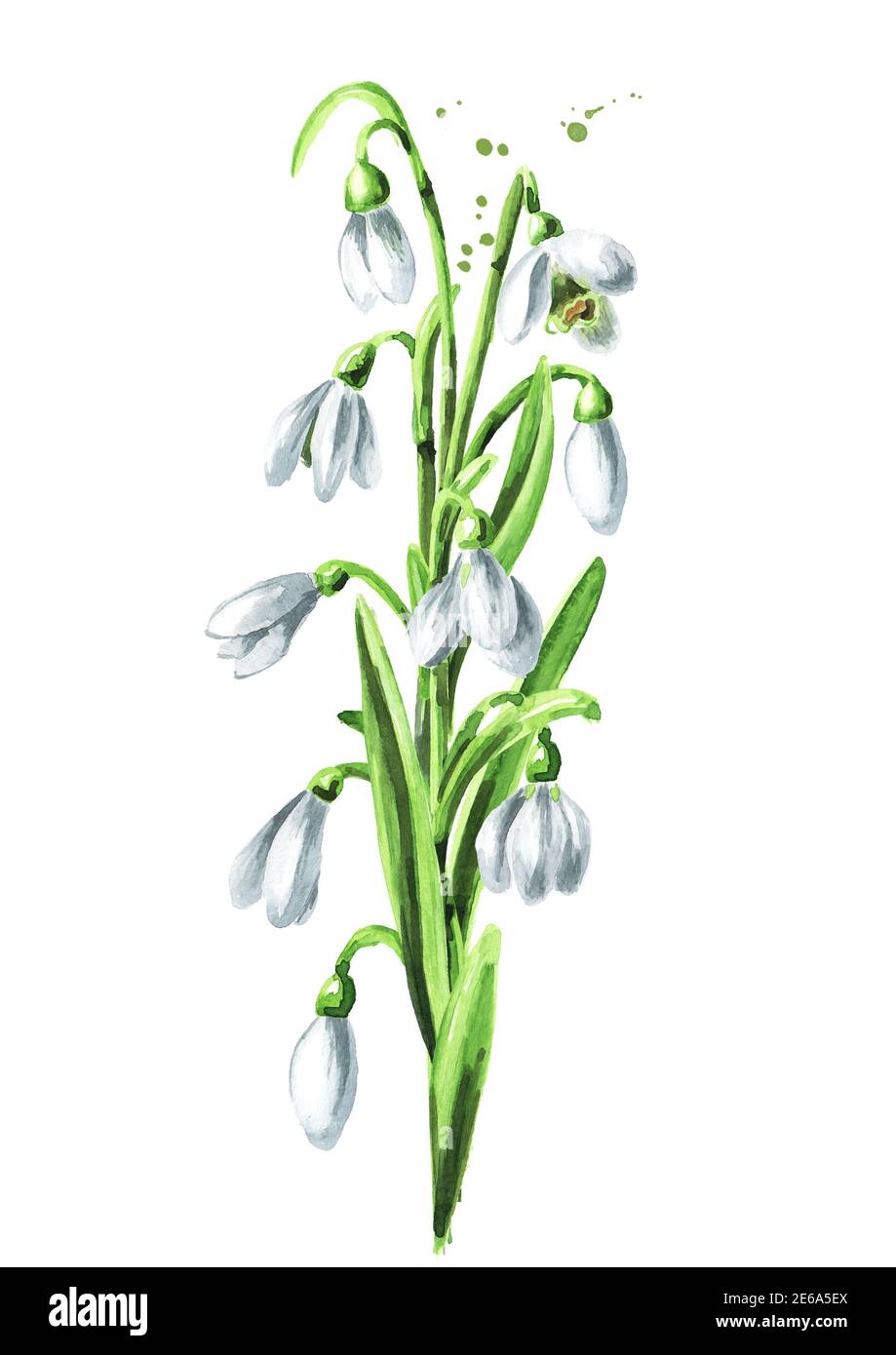 Border of first spring flowers snowdrops. Hand drawn watercolor ...