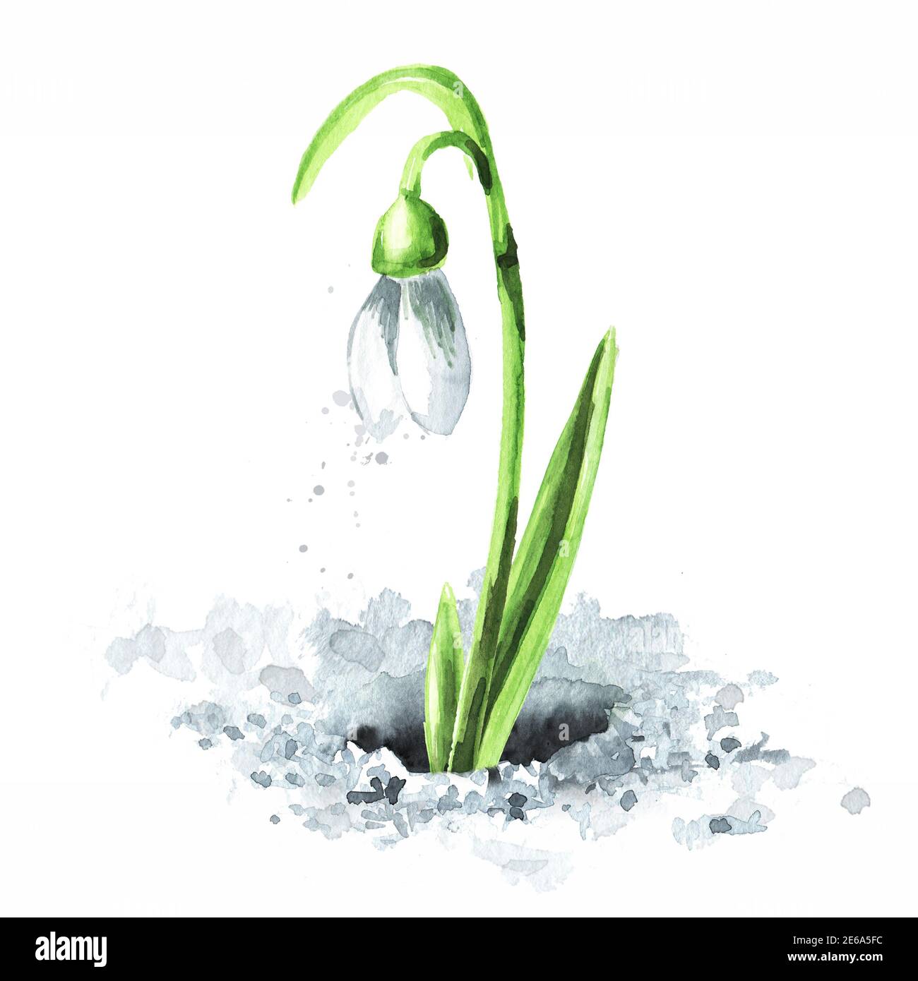 First spring flower snowdrop grow out of the snow. Hand drawn ...