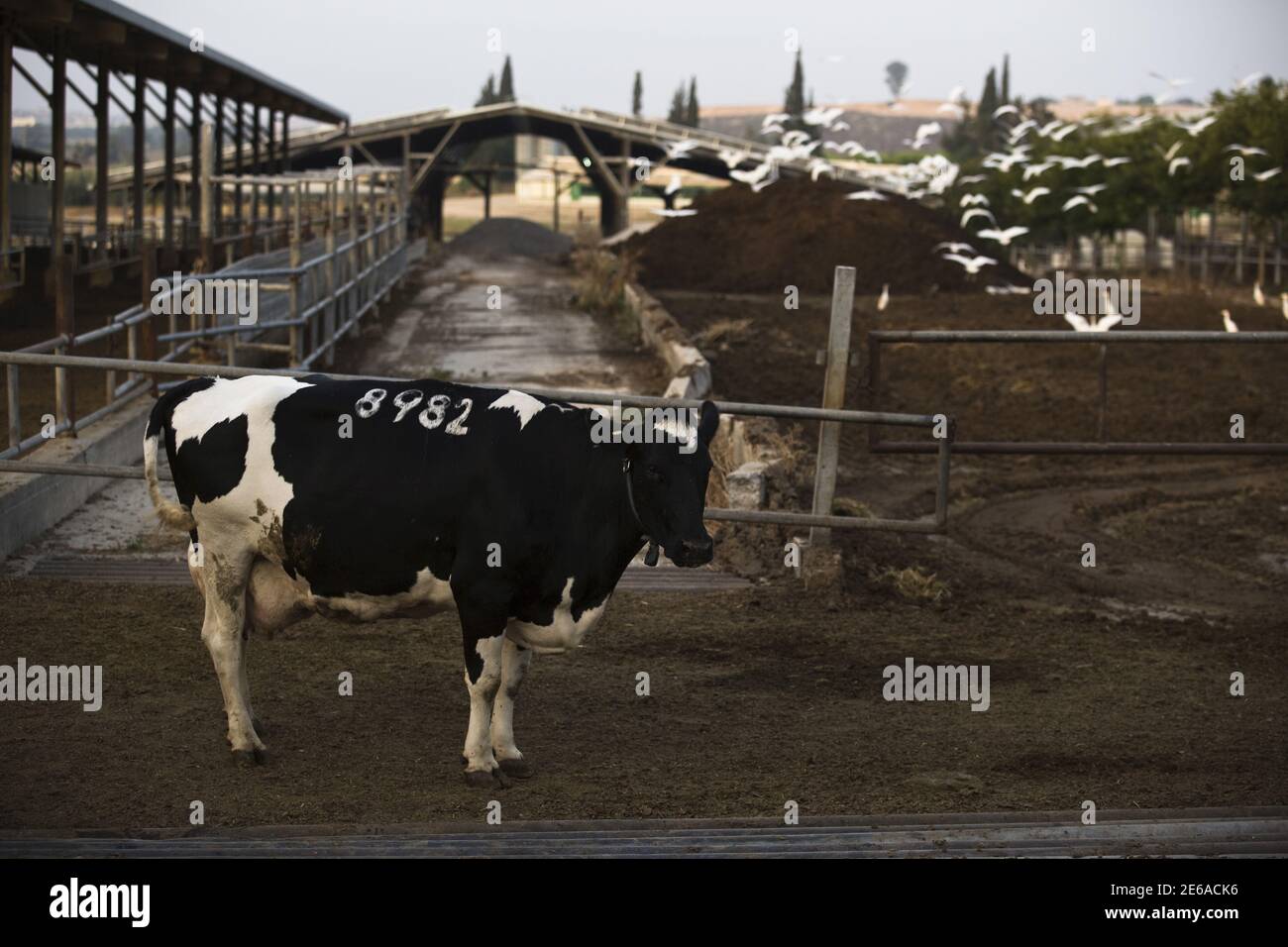 Milk from israel hi-res stock photography and images - Alamy