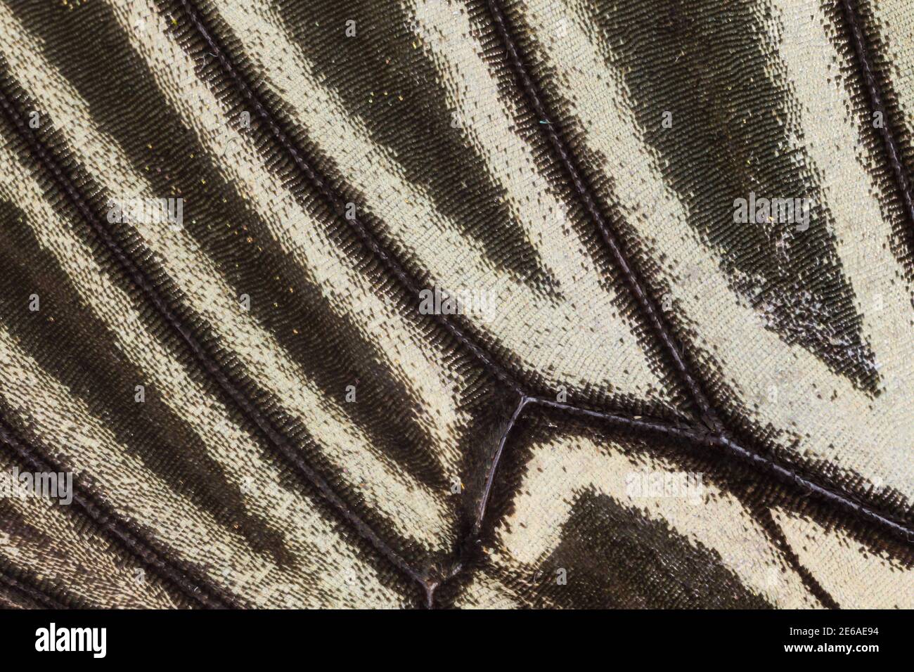Butterfly wing texture, close up of detail of butterfly wing for ...