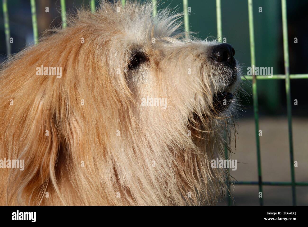 Sapsaree dog hi-res stock photography and images - Alamy