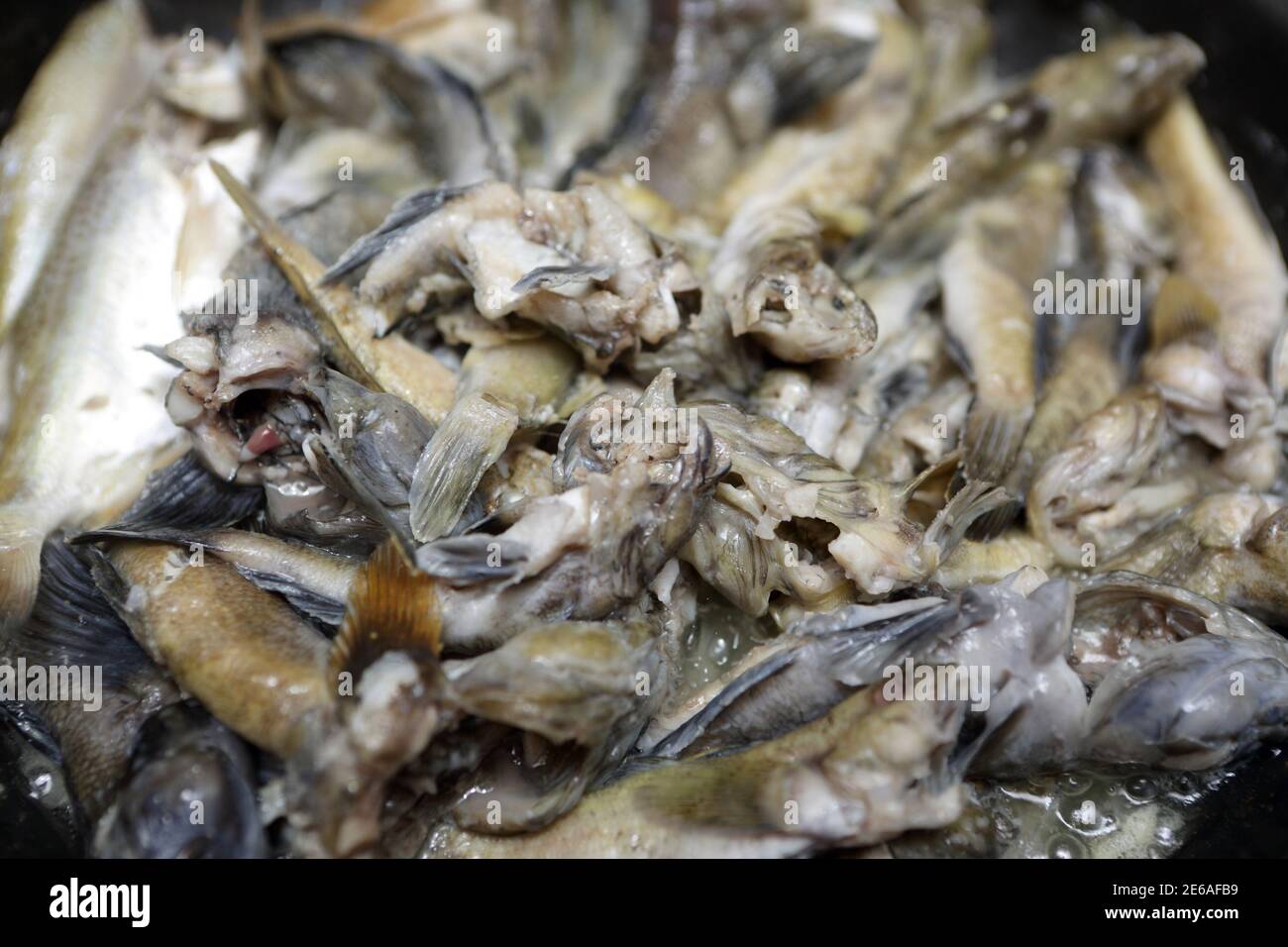 Cooking goby fish with sour cream on the pan Stock Photo - Alamy