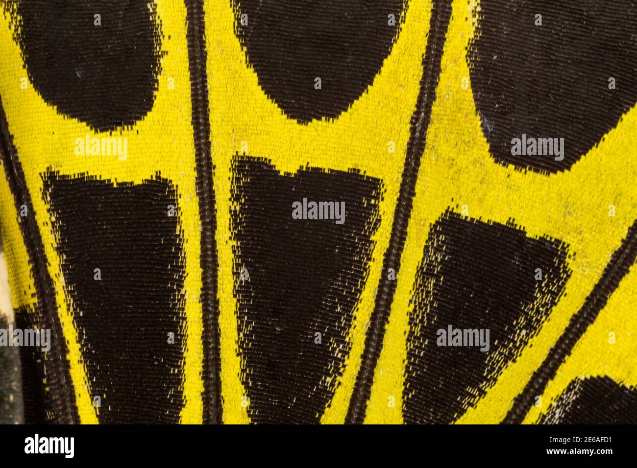 Butterfly wing texture close hi-res stock photography and images - Alamy