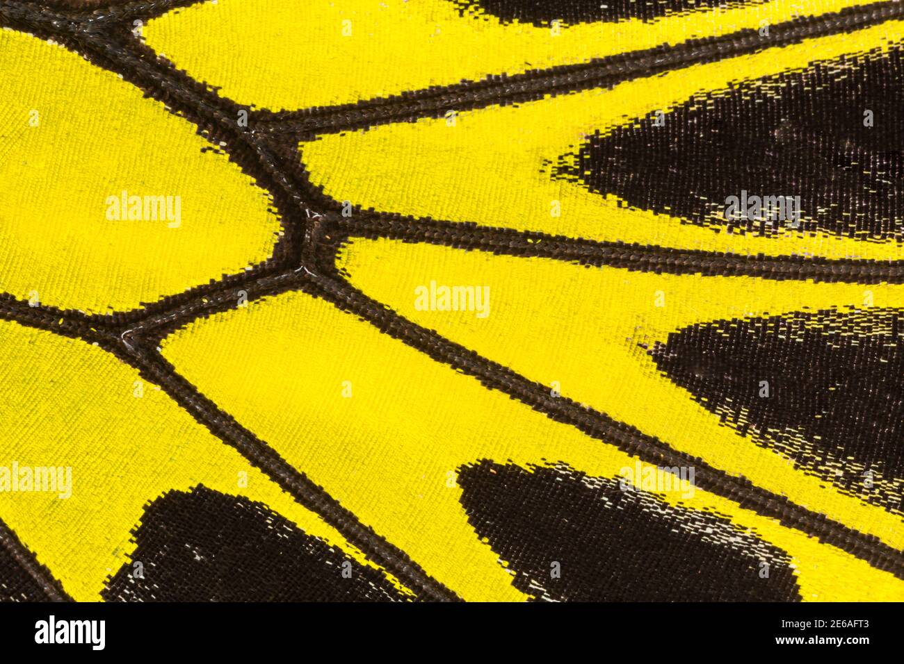 Butterfly wing texture, close up of detail of butterfly wing for ...