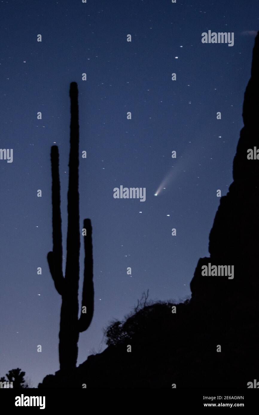 Comet Neowise and a Saguaro Cactus (Cartnegiea Gigantea Stock Photo - Alamy