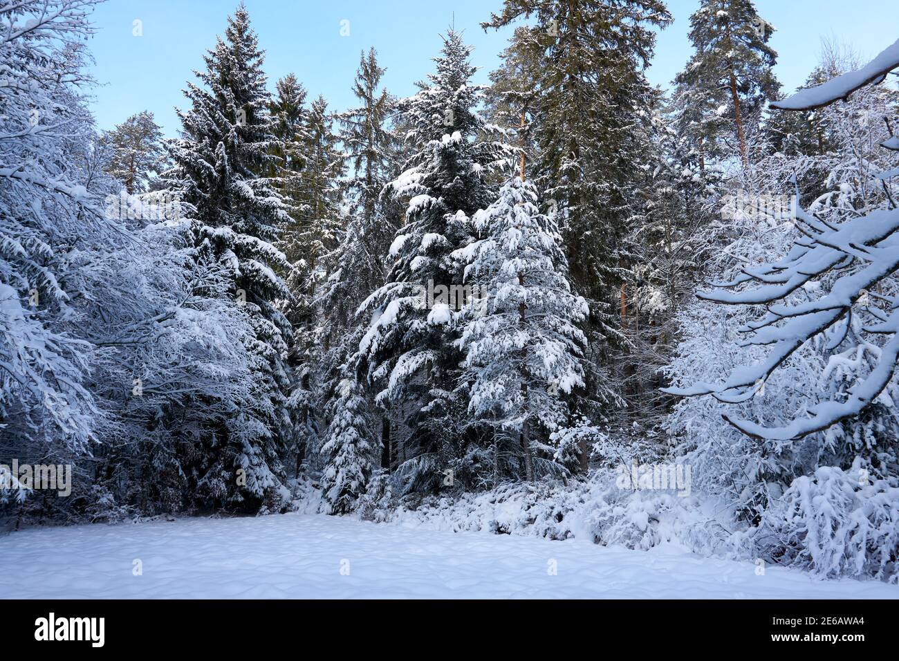 Forest with many big trees covered with snowunder the clear blue sky ...