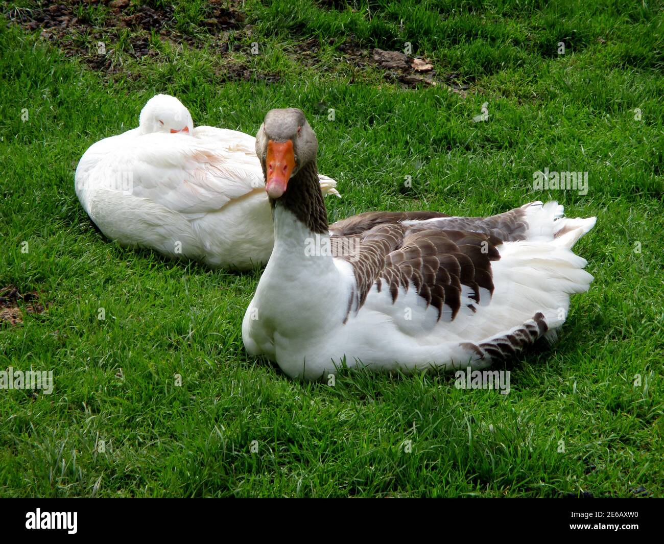 Two ducks with red beaks sitting and chill on the green grass Stock ...