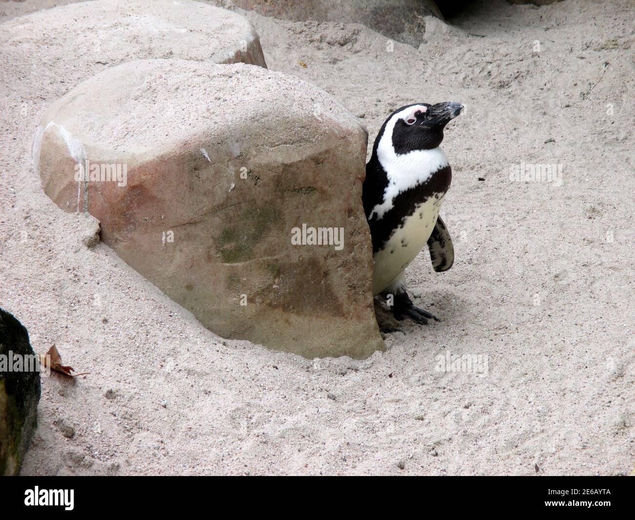 Small cute African penguin hiding behind the big brown r Stock Photo ...