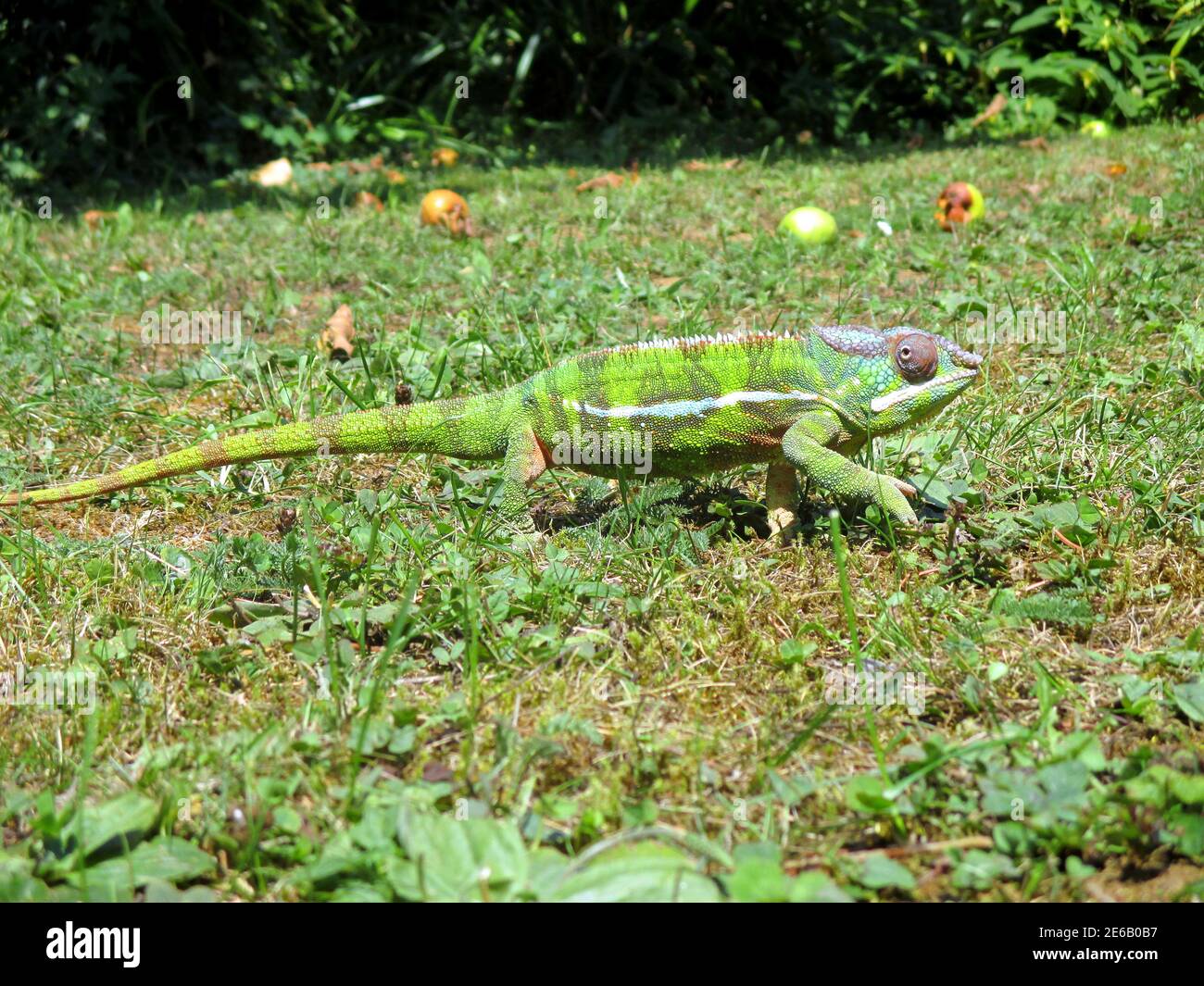 Green chameleon changed his color because of the green grass on the ...