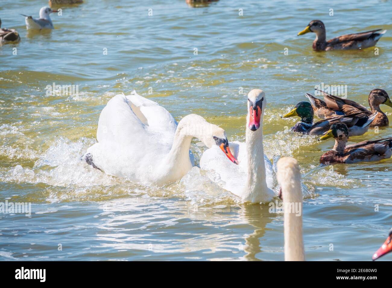 Two adult Mute Swan fighting , chasing each other in the water. One ...