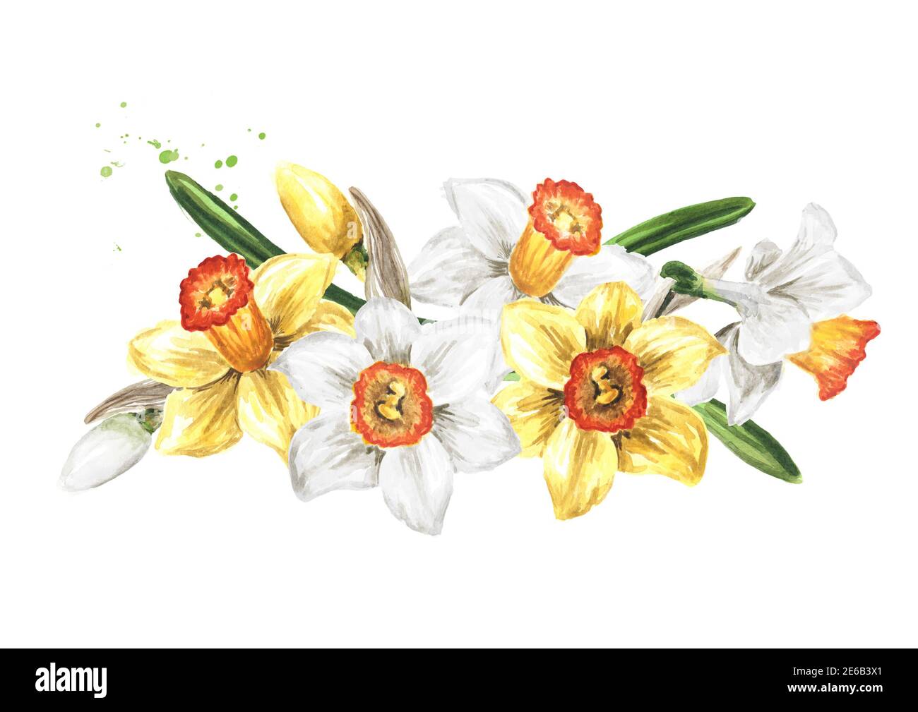 Narcissus Flower Drawing Png