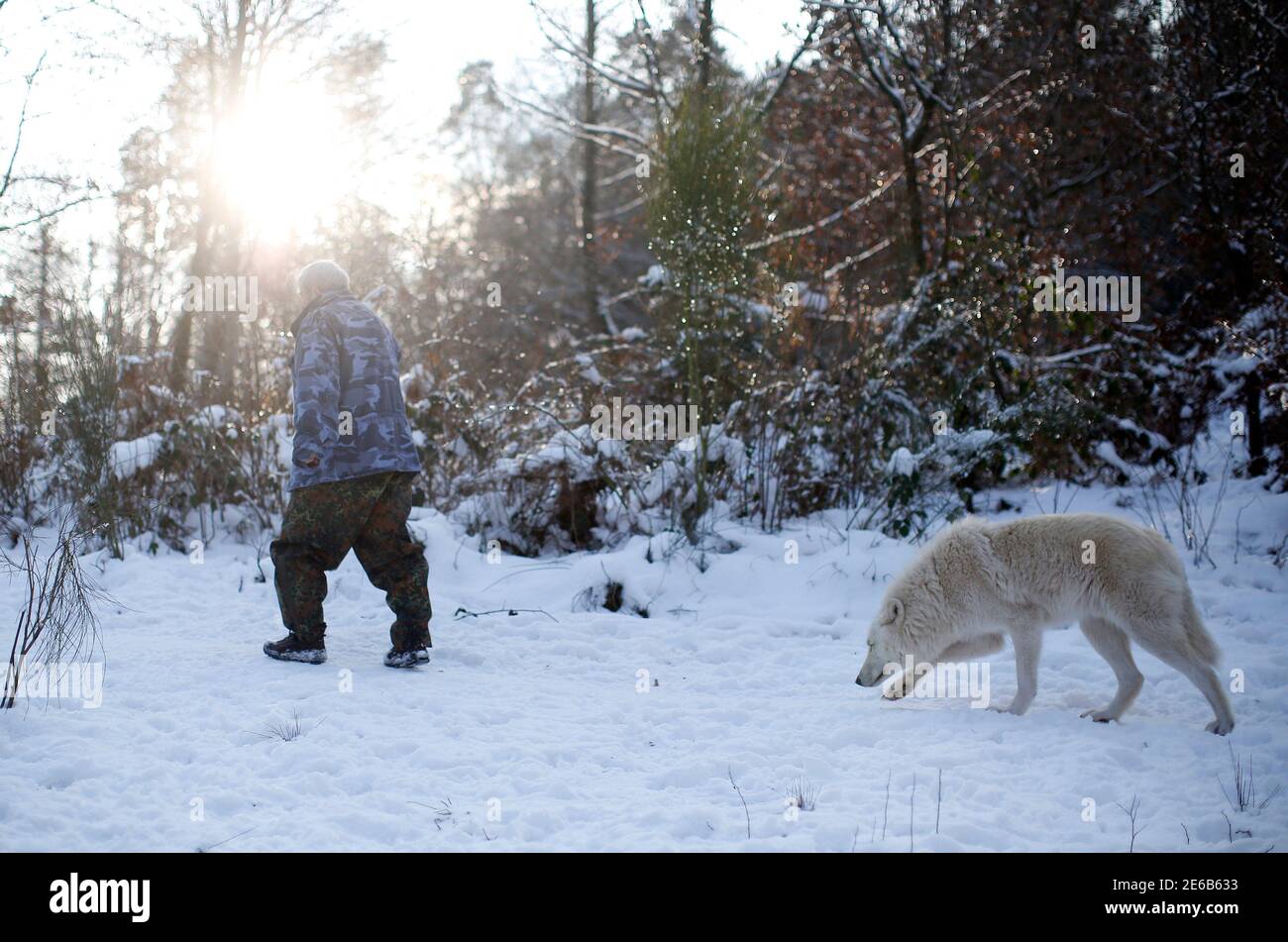 German wolf packs hi-res stock photography and images - Alamy