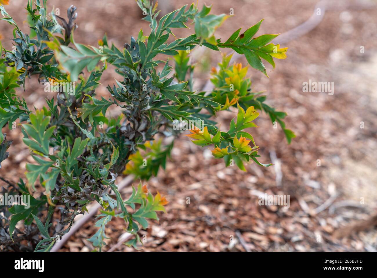 Native Australian shrubs in a Landscaped Australian Native Plant Garden ...