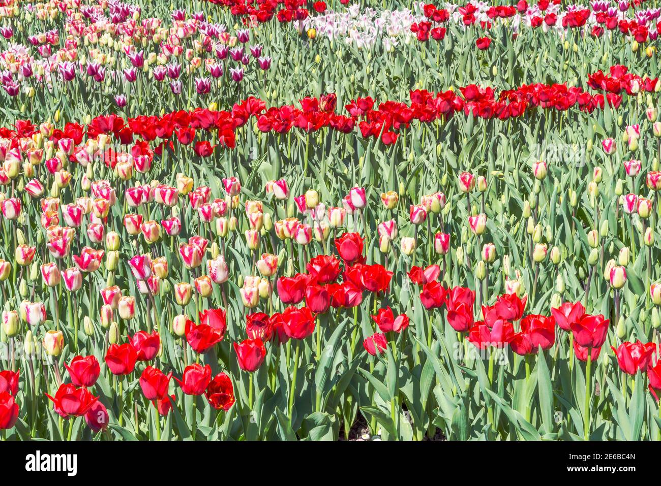 Tulip (lat.Túlipa) - genus of perennial herbaceous bulbous plants of ...