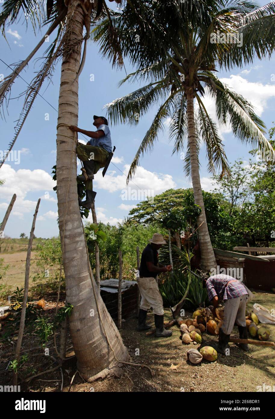 Pick coconuts hi-res stock photography and images - Alamy