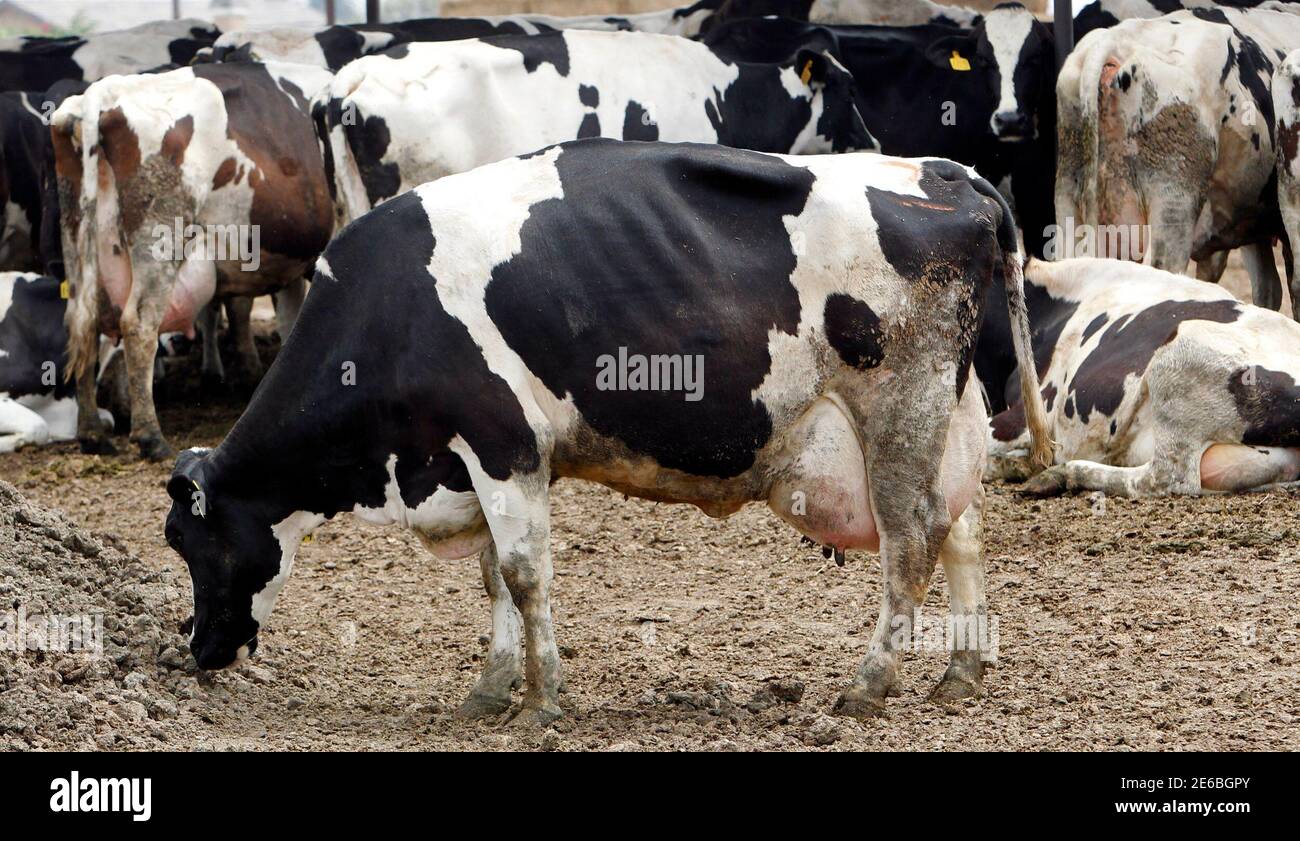 Bovine Spongiform Encephalopathy High Resolution Stock Photography and ...