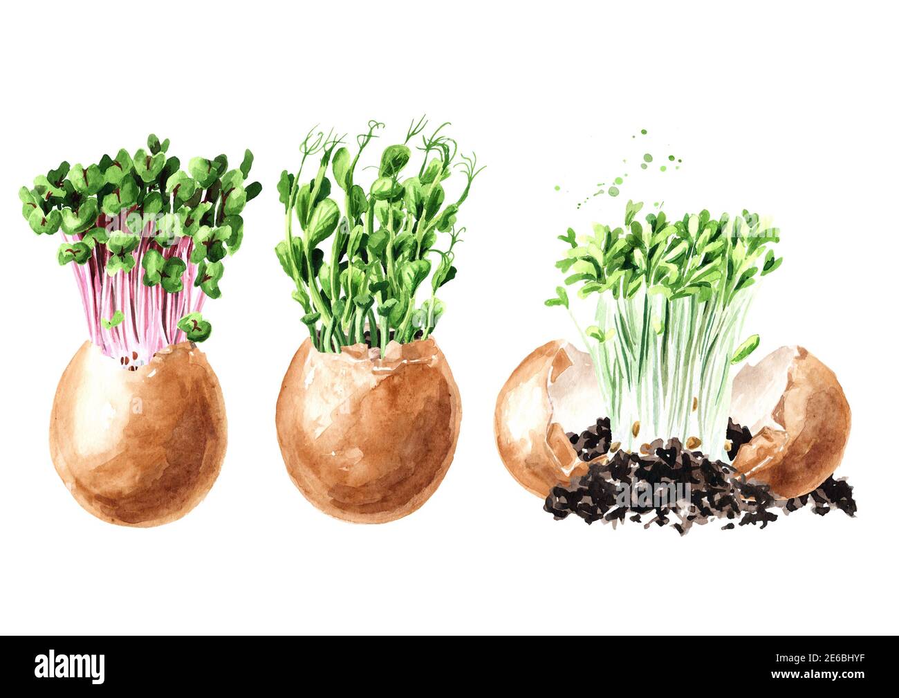Microgreen sprouts grow in eggshell set. Hand drawn watercolor ...