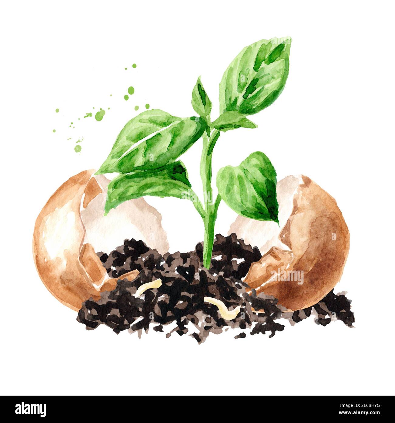 Young green sprout grows in eggshell. Hand drawn watercolor ...