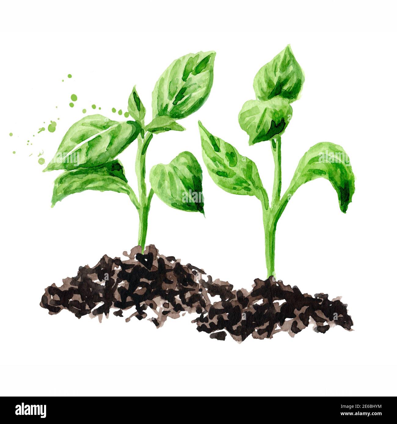 Young sprouts. Hand drawn watercolor illustration, isolated on white ...
