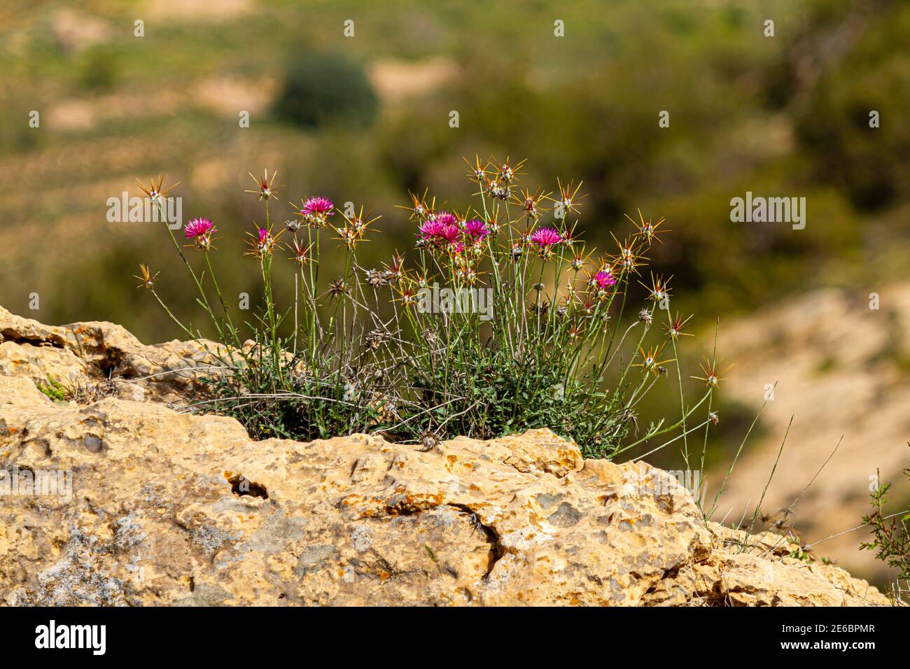 Good source of nectar hi-res stock photography and images - Alamy