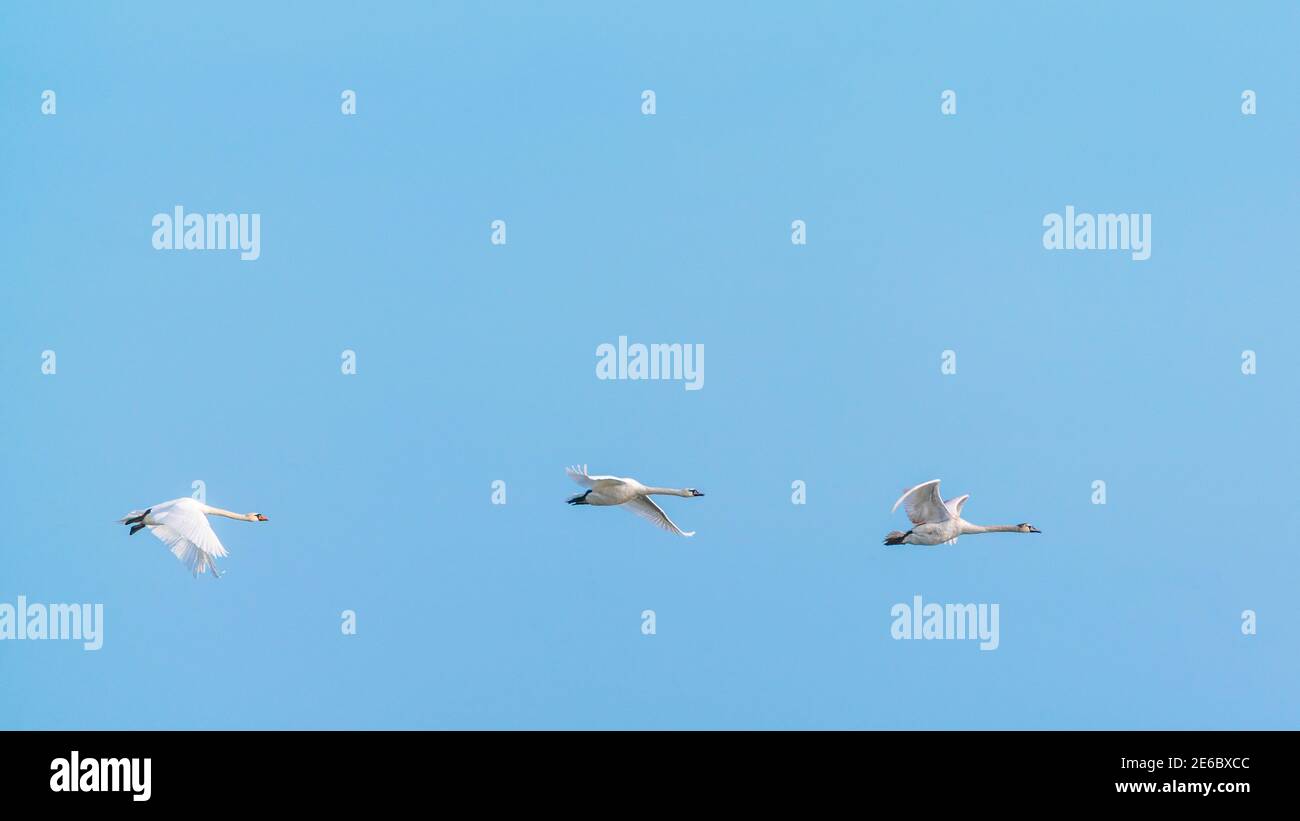 Swan family in flight hi-res stock photography and images - Alamy