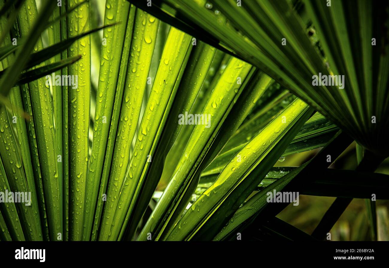 Palm desktop hi-res stock photography and images - Alamy