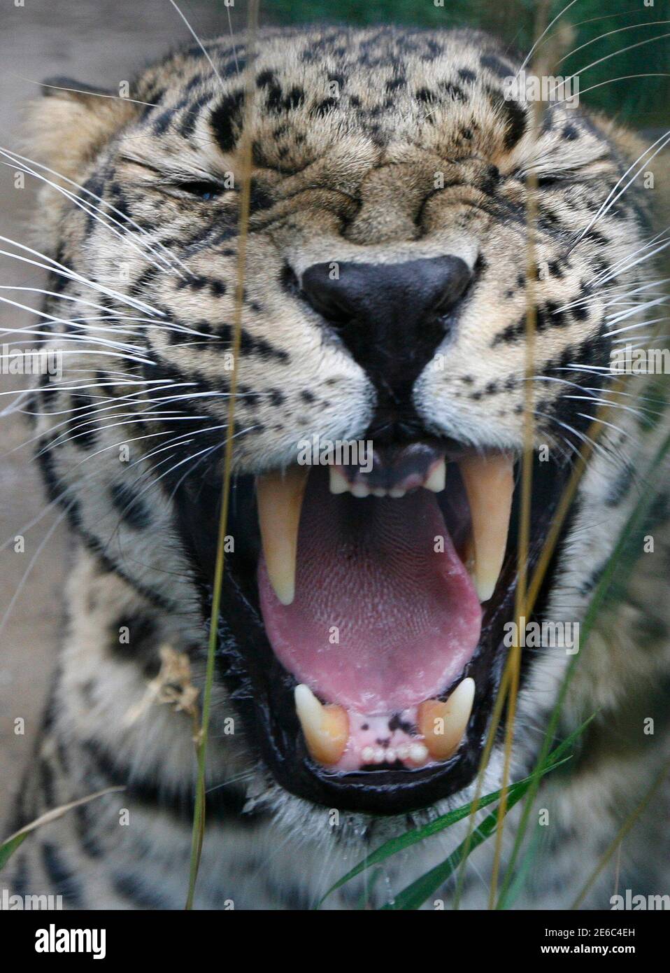 Manchurian Leopard High Resolution Stock Photography and Images - Alamy