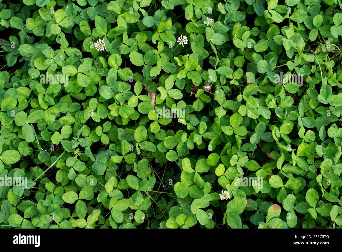 Top view of green four-leaf clovers growing Stock Photo - Alamy