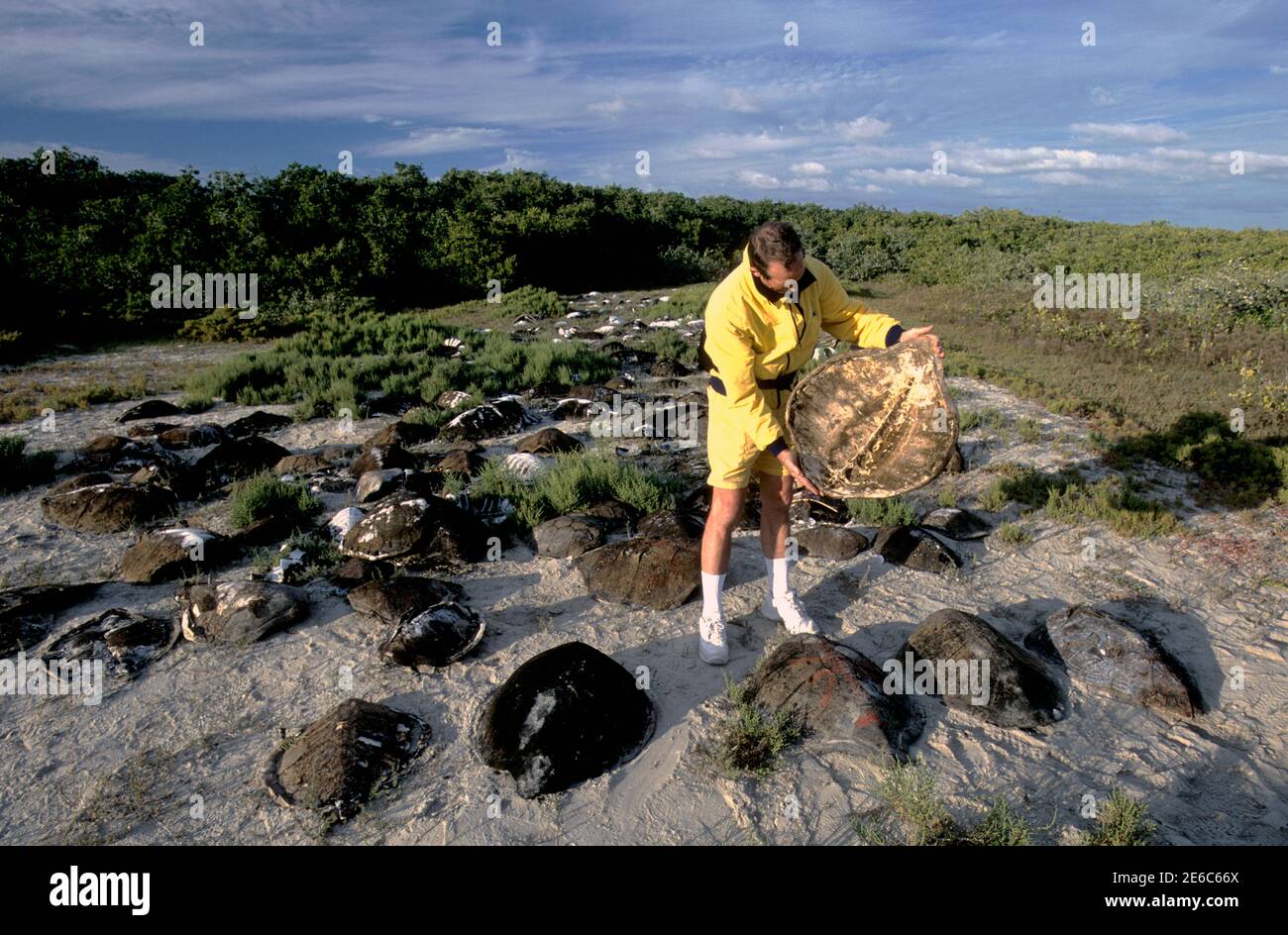 Mexican turtle shells hi-res stock photography and images - Alamy