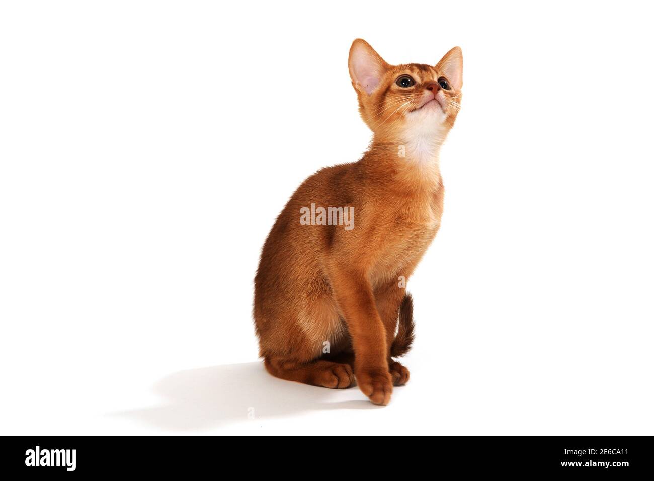Abyssinian ginger cat on a white background Stock Photo - Alamy