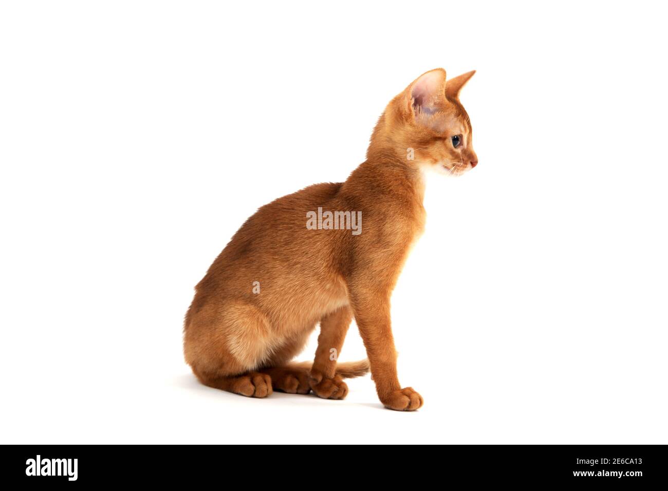 Abyssinian cat picture hi-res stock photography and images - Alamy