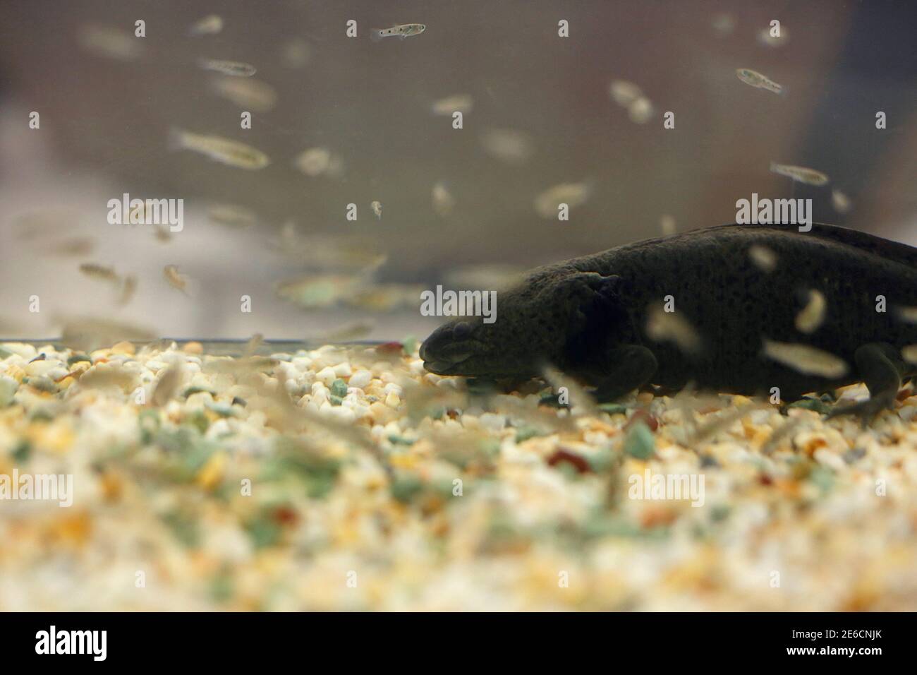 Axolotl xochimilco hi-res stock photography and images - Alamy