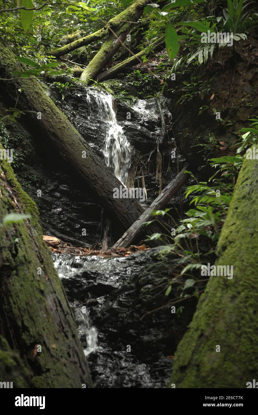 Small waterfalls on the bed of a narrow creek in the middle of tropical ...