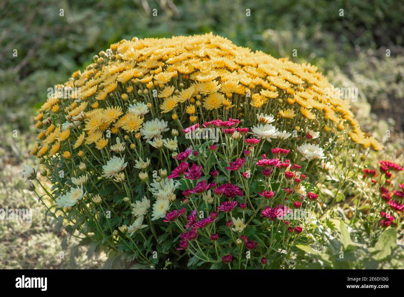 Beautiful plant, garden concept Front view Stock Photo - Alamy