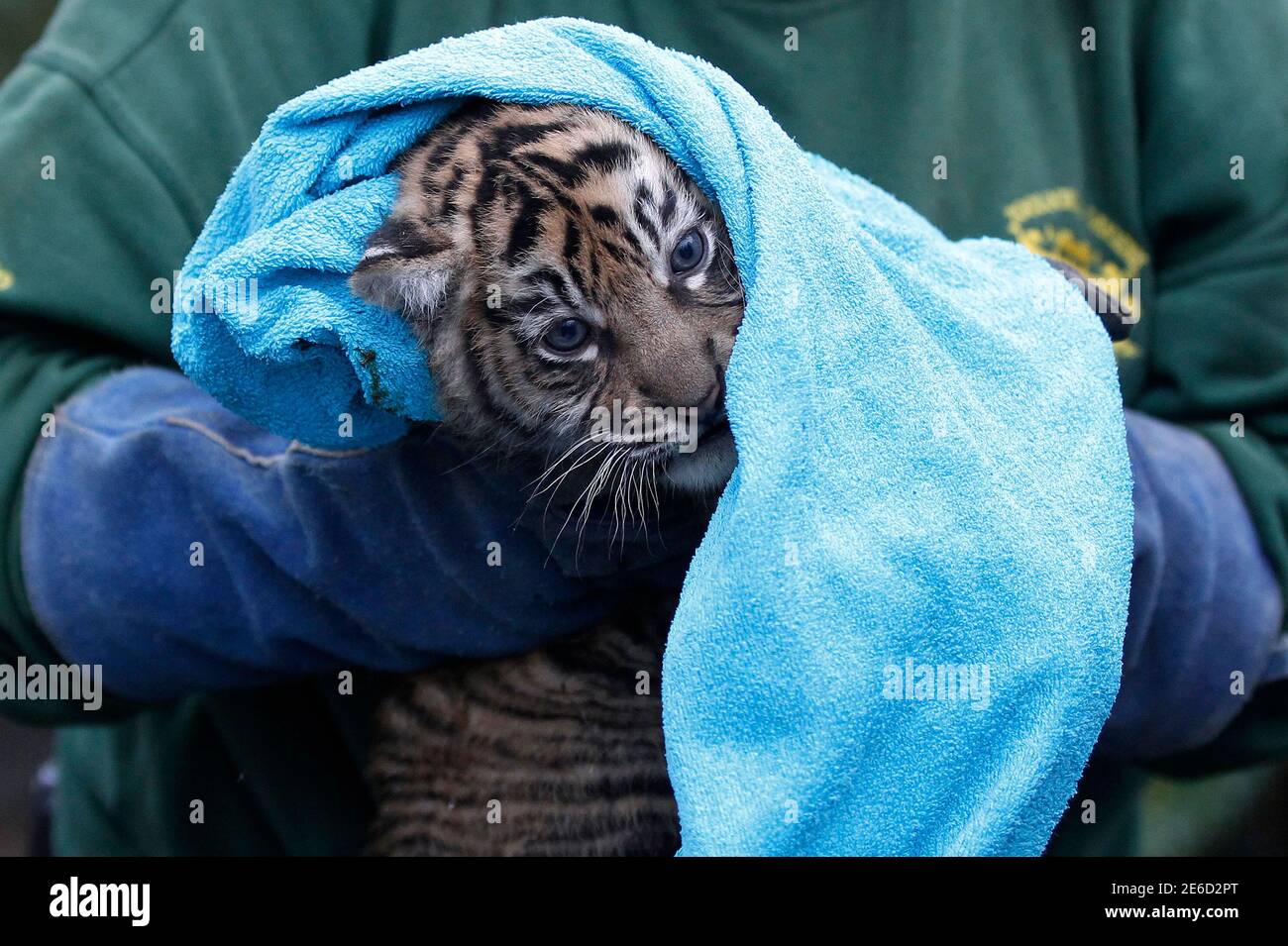 Chester zoo tiger enclosure hi-res stock photography and images - Alamy