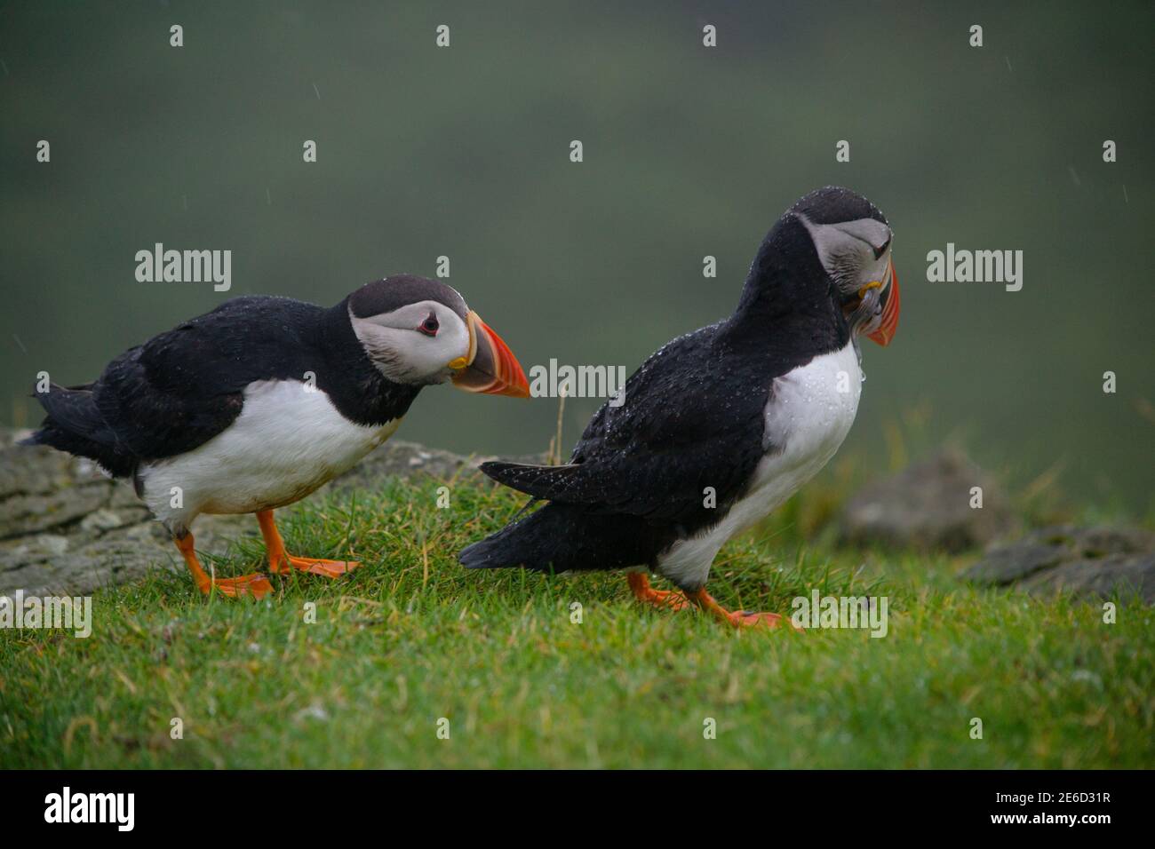 Cute Puffins on the grass in the Faroe Islands Stock Photo - Alamy