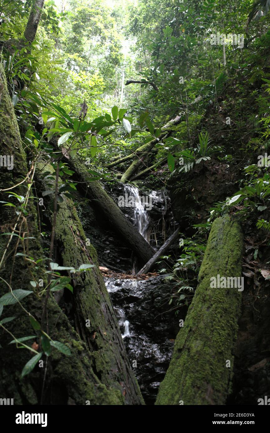 A stream in the forest, the one that utilized as the main water source ...