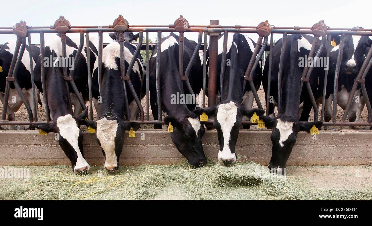 Spongiform encephalopathy hi-res stock photography and images - Alamy