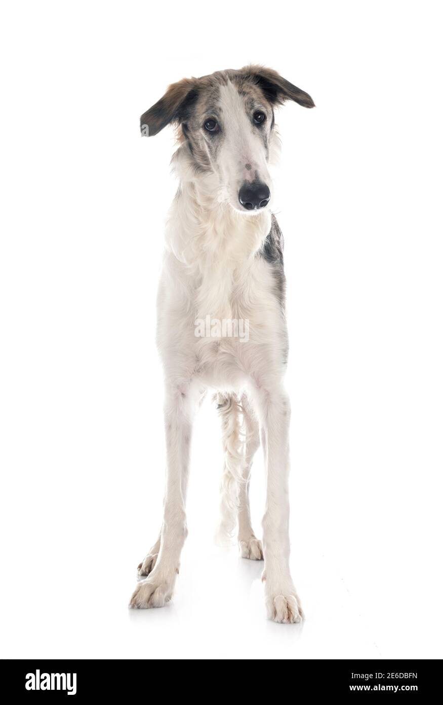 young borzoi in front of white background Stock Photo - Alamy