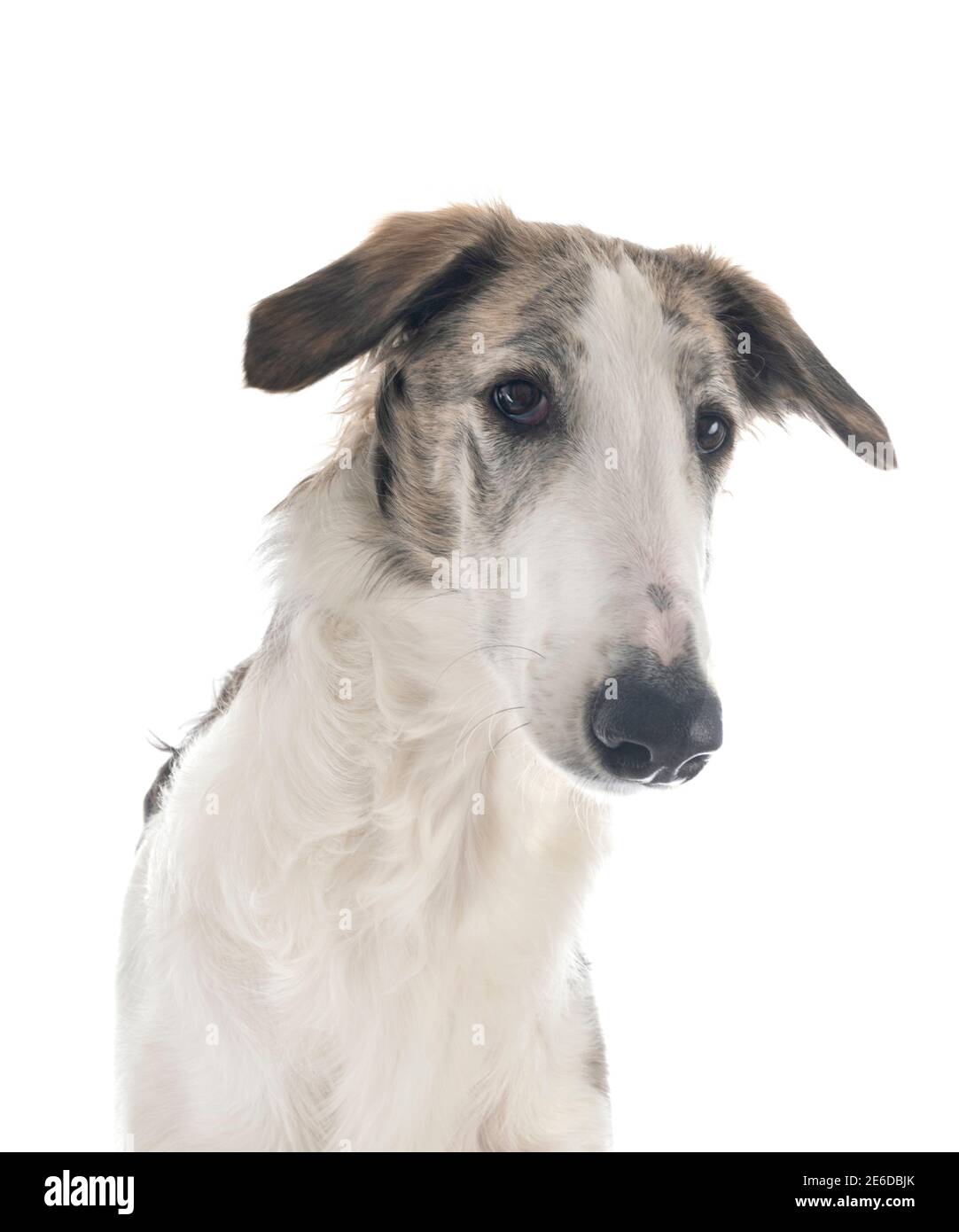 young borzoi in front of white background Stock Photo - Alamy