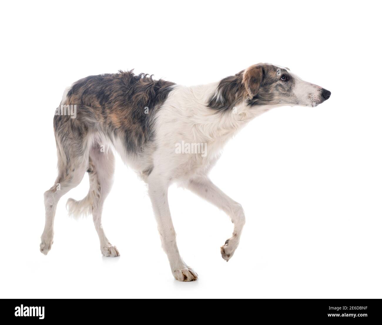 young borzoi in front of white background Stock Photo - Alamy