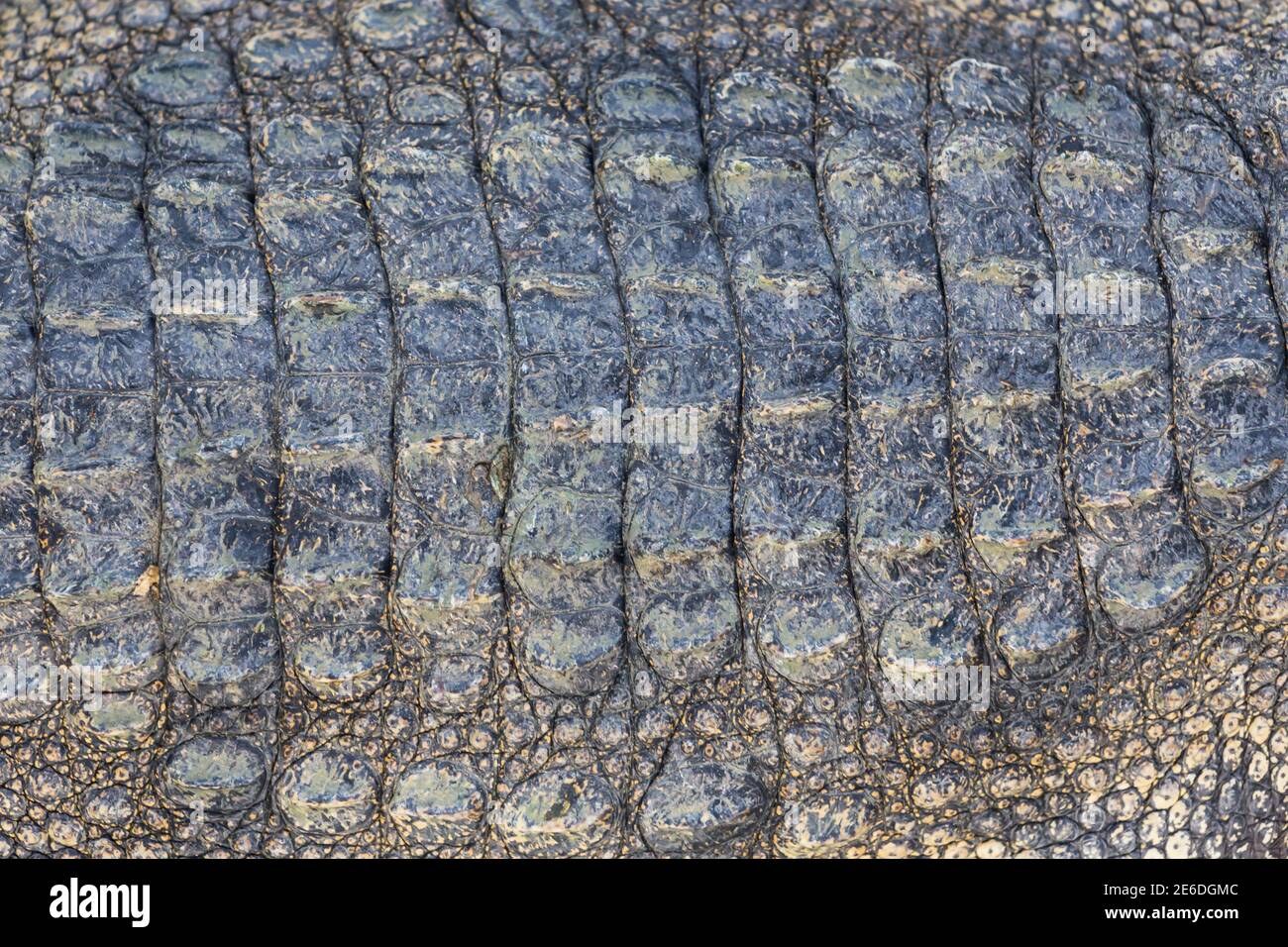 Crocodile skin texture hi-res stock photography and images - Alamy