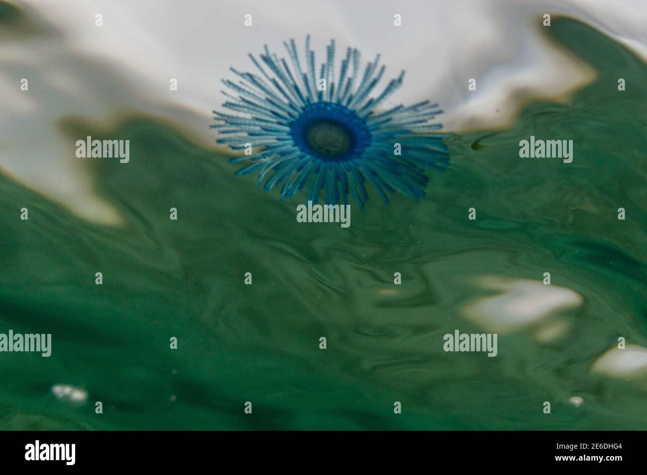 Blue button porpita hi-res stock photography and images - Alamy