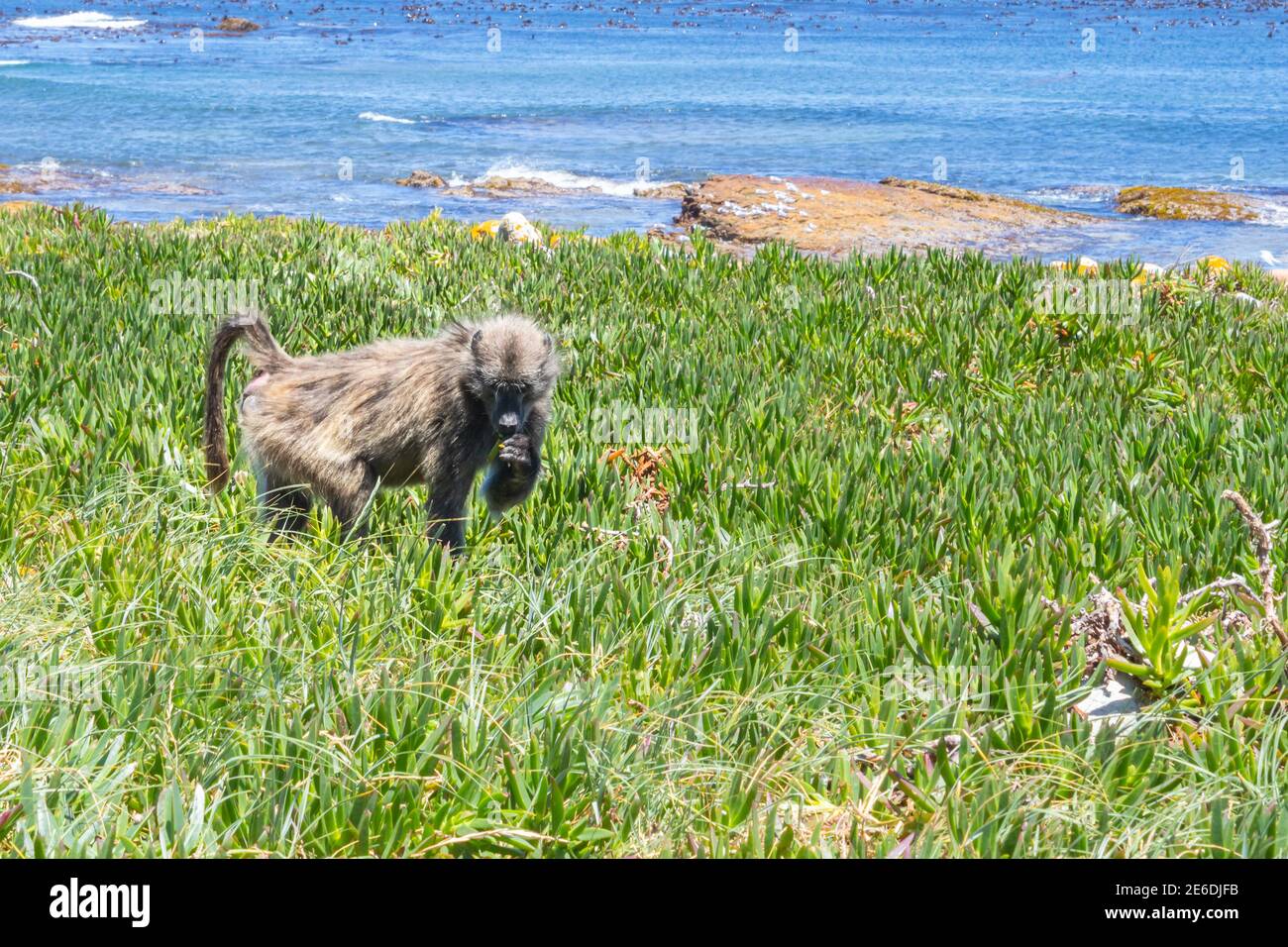 Chacma baboons (Papio ursinus) feeding on wild vegetation next to a ...
