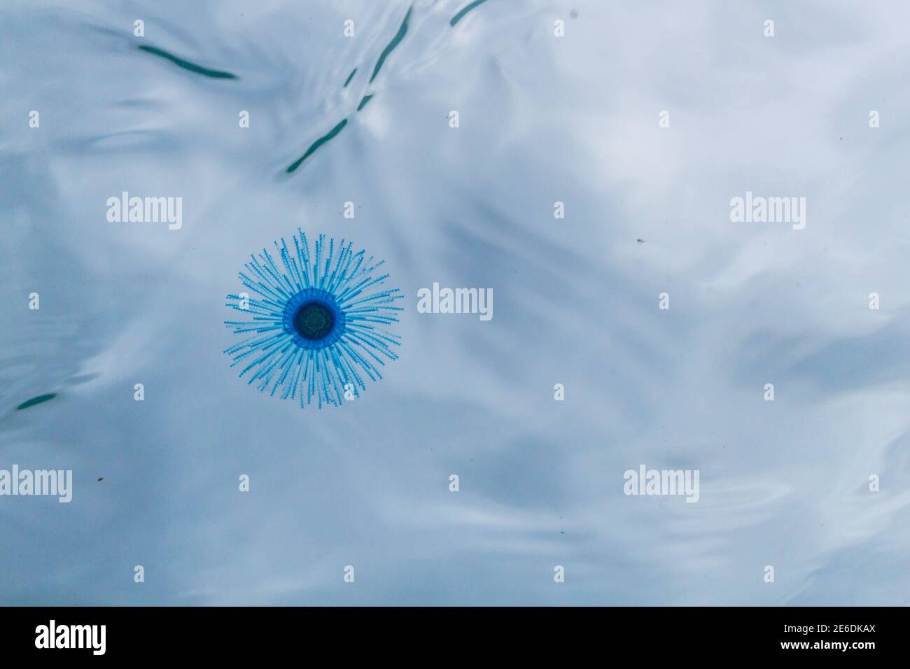 Porpita hi-res stock photography and images - Alamy