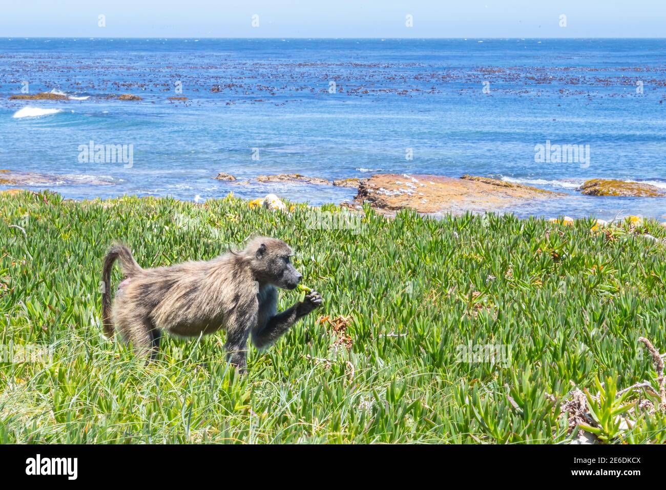 Chacma baboons (Papio ursinus) feeding on wild vegetation next to a ...