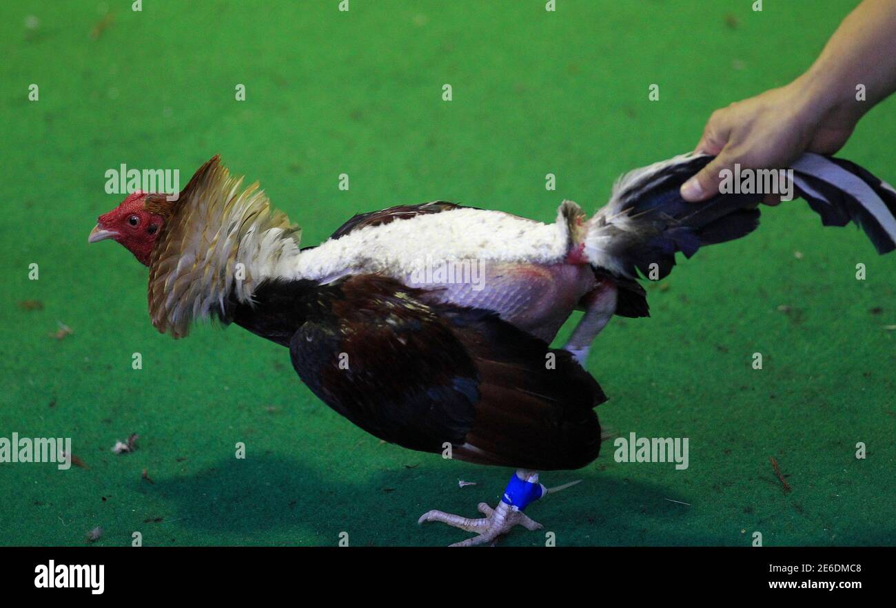 Cockfighting in the dominican republic hi-res stock photography and ...