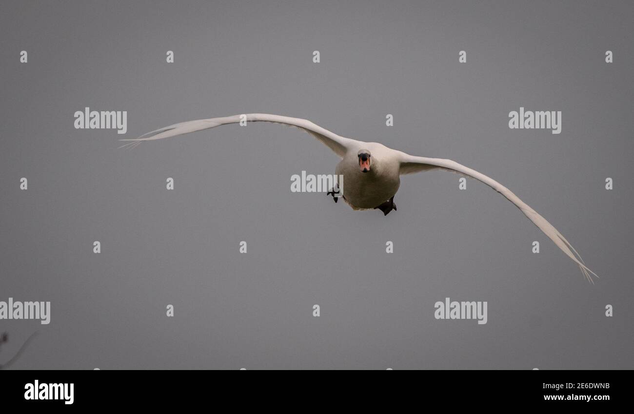 One mute swan flying overhead, towards the camera Stock Photo - Alamy