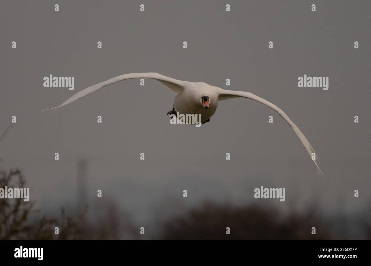 Swan flying overhead hi-res stock photography and images - Alamy