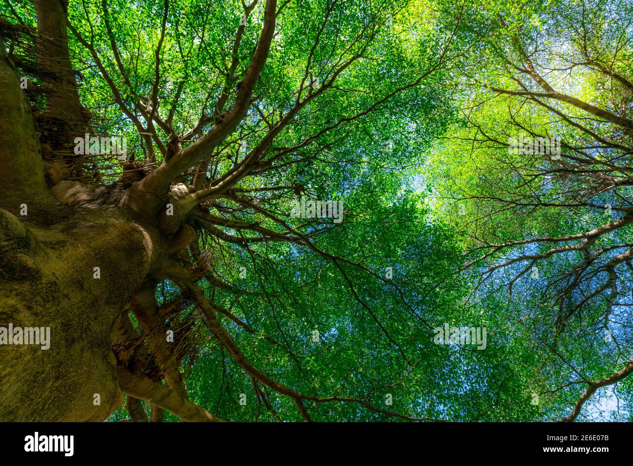 Bottom view of tree trunk to green leaves of big tree in tropical ...